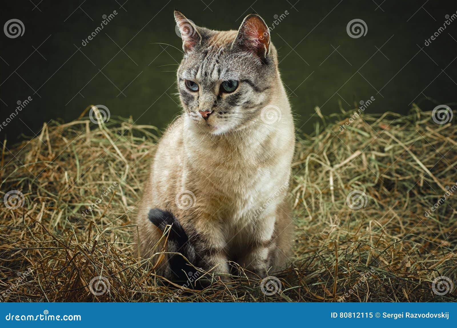 Cat in the Hay stock image. Image of outdoors, outdoor - 80812115