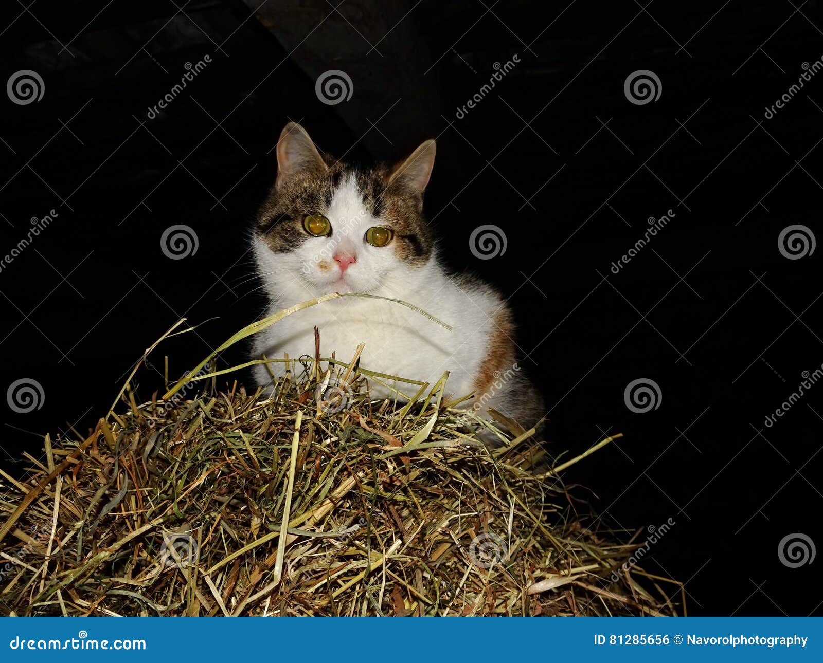 Cat on Haystack stock photo. Image of head, portrait - 81285656