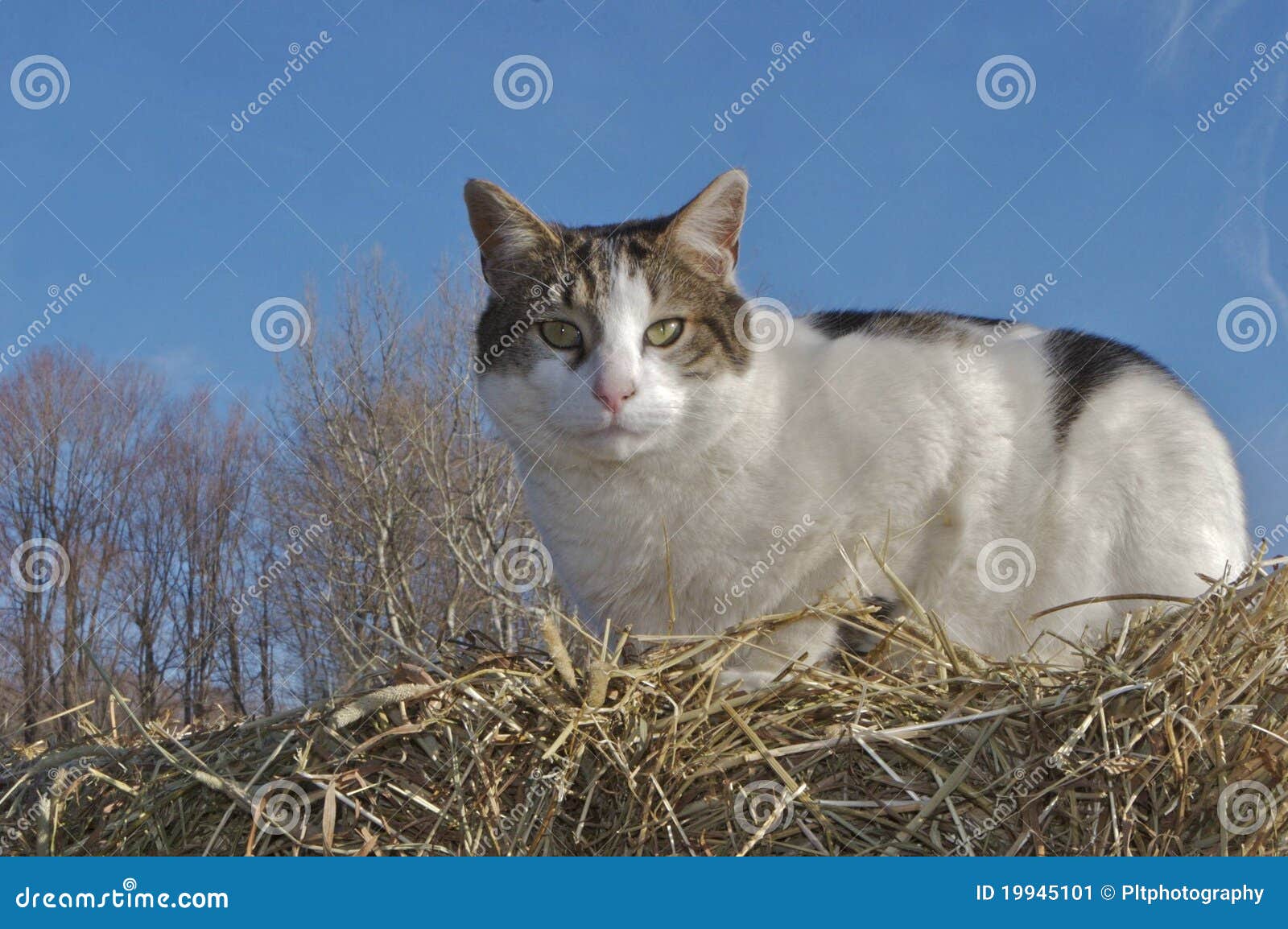 Cat on haystack stock image. Image of fluffy, straw, haystack - 19945101