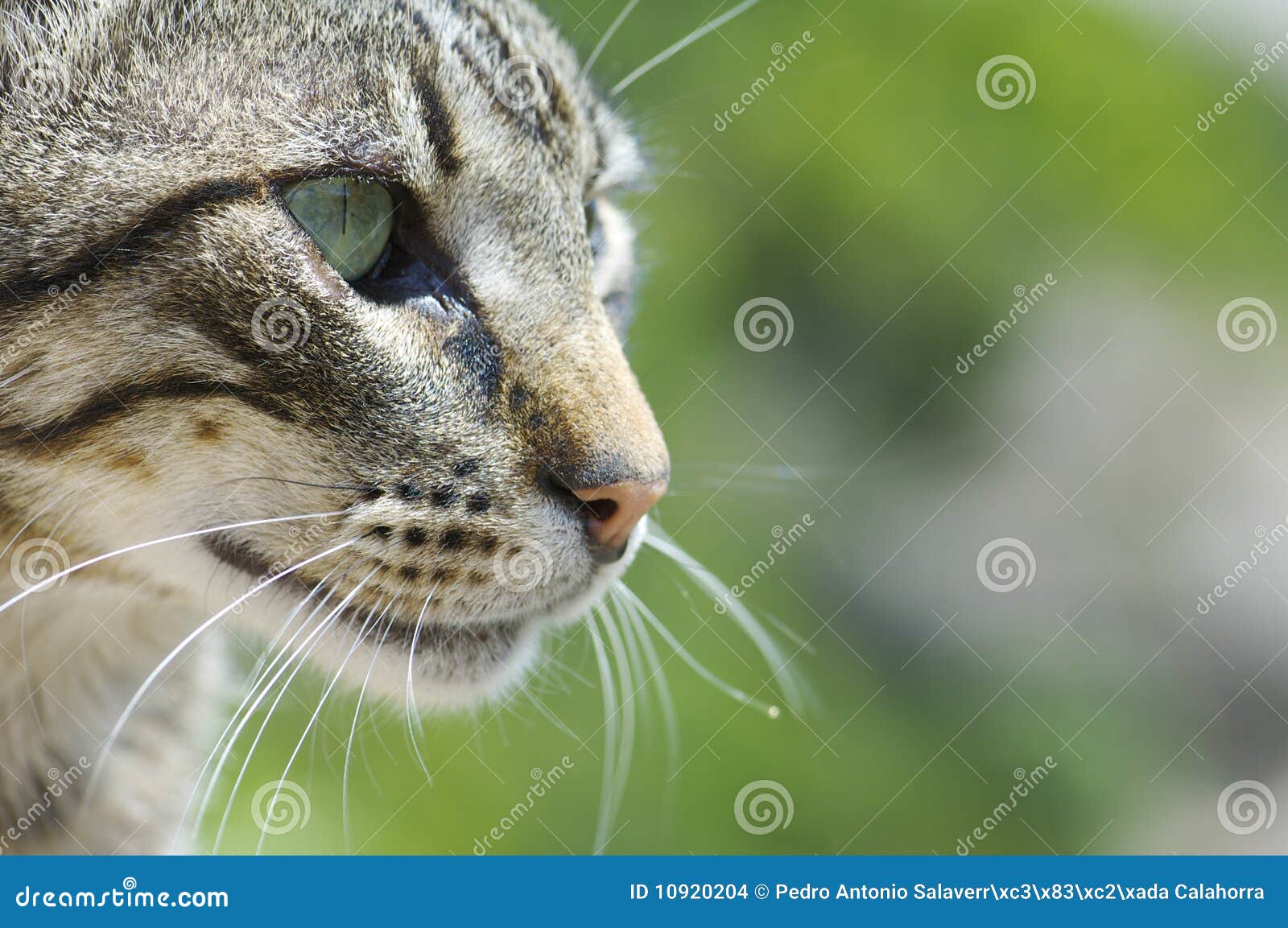 Cat head stock photo. Image of domestic, home, brown - 10920204