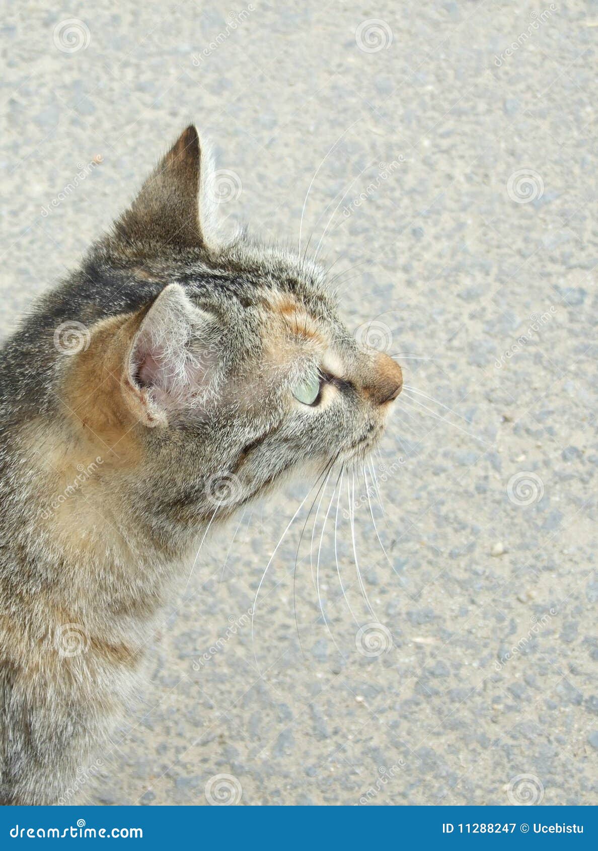 Cat head stock image. Image of outdoor, detail, beautiful - 11288247