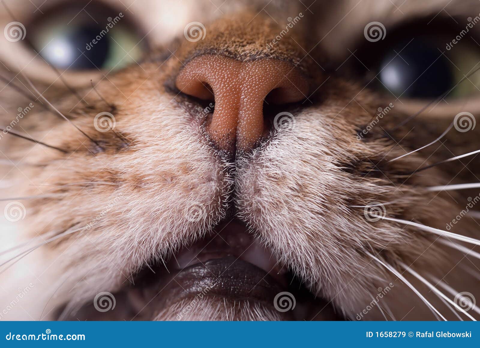 Cat Head stock image. Image of macro, animal, kitty, wild - 1658279