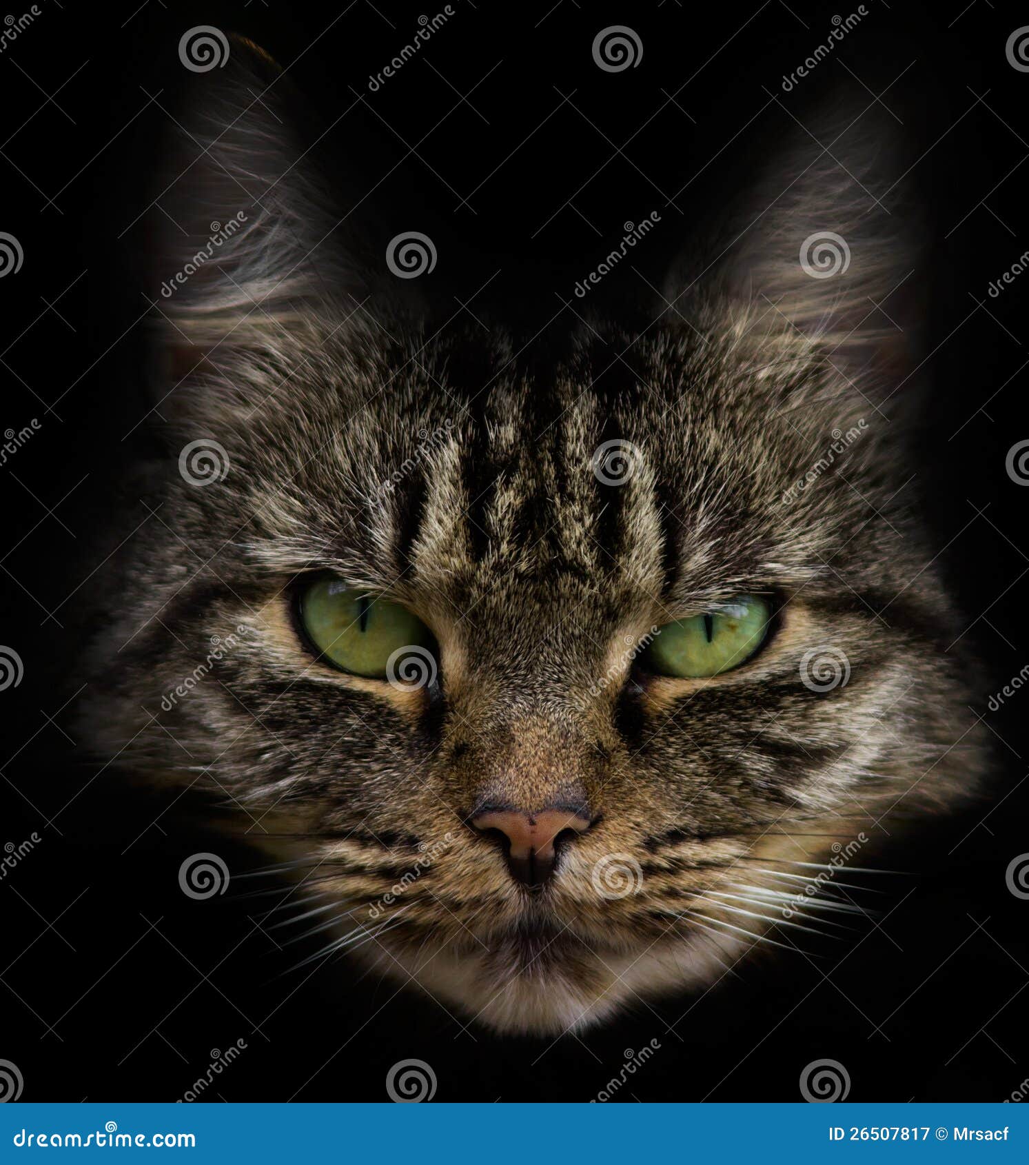 Cat head stock image. Image of hair, head, playful, face - 26507817