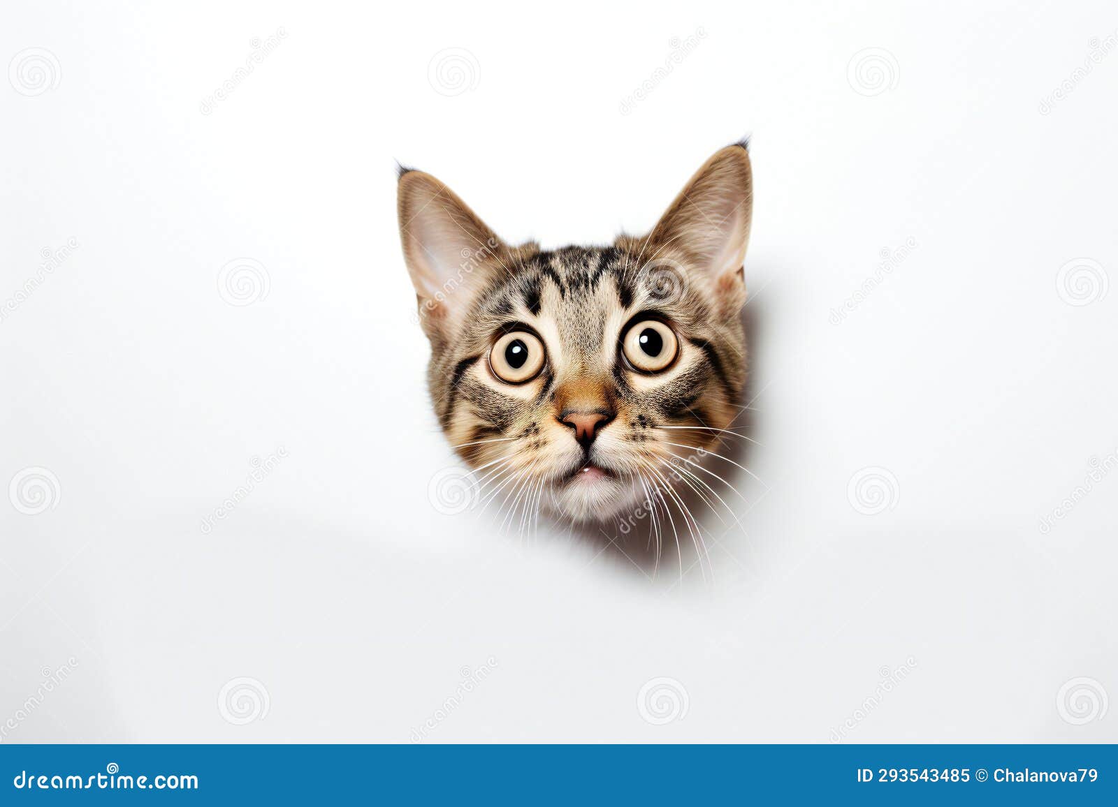 The Cat Head. only Surprised Cat Head on White Background Stock Image ...