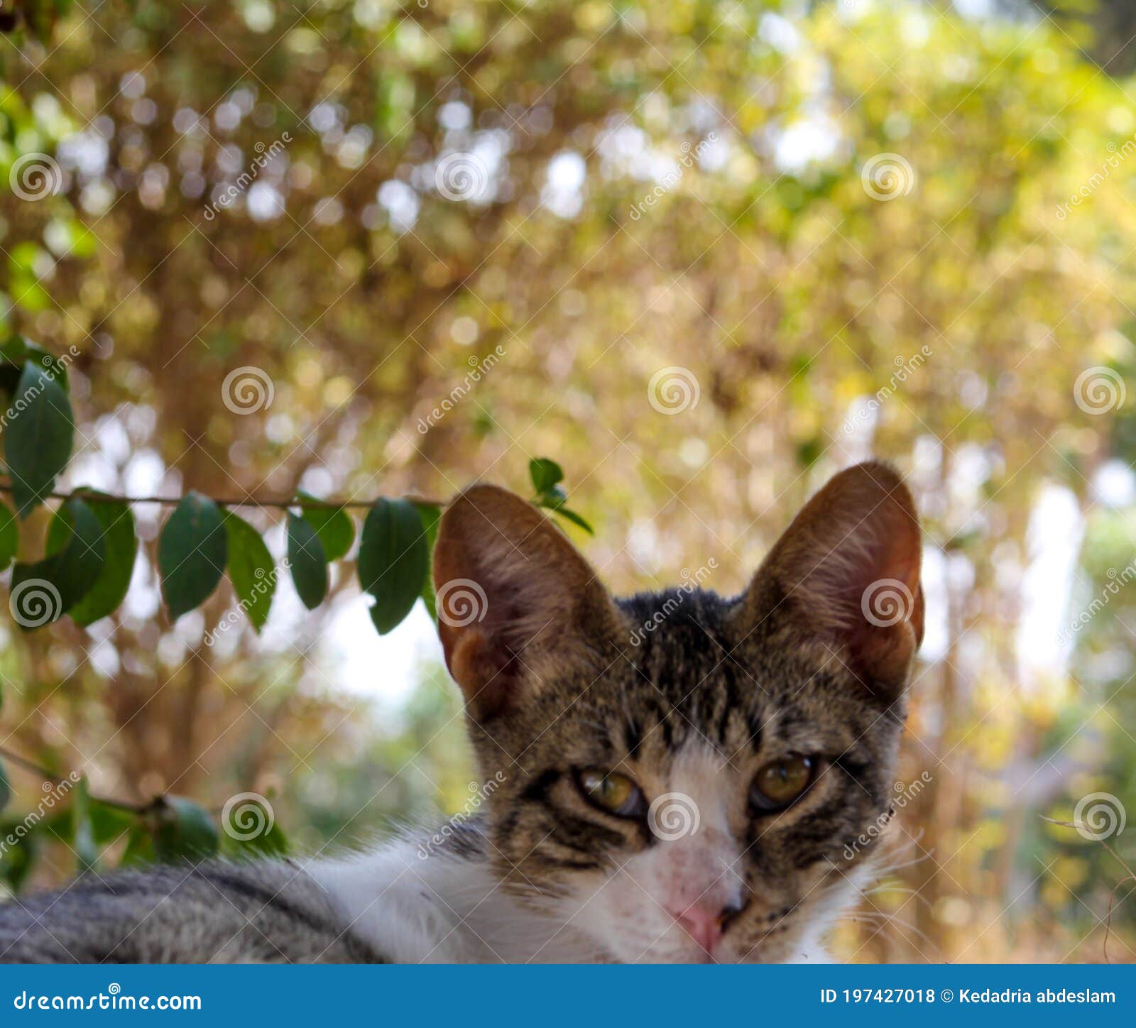 Cat head portrait stock photo. Image of plant, flower - 197427018