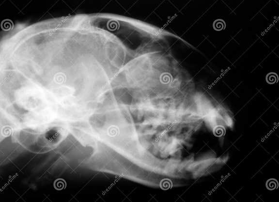 Cat Head X-ray stock image. Image of veterinary, black - 3969545