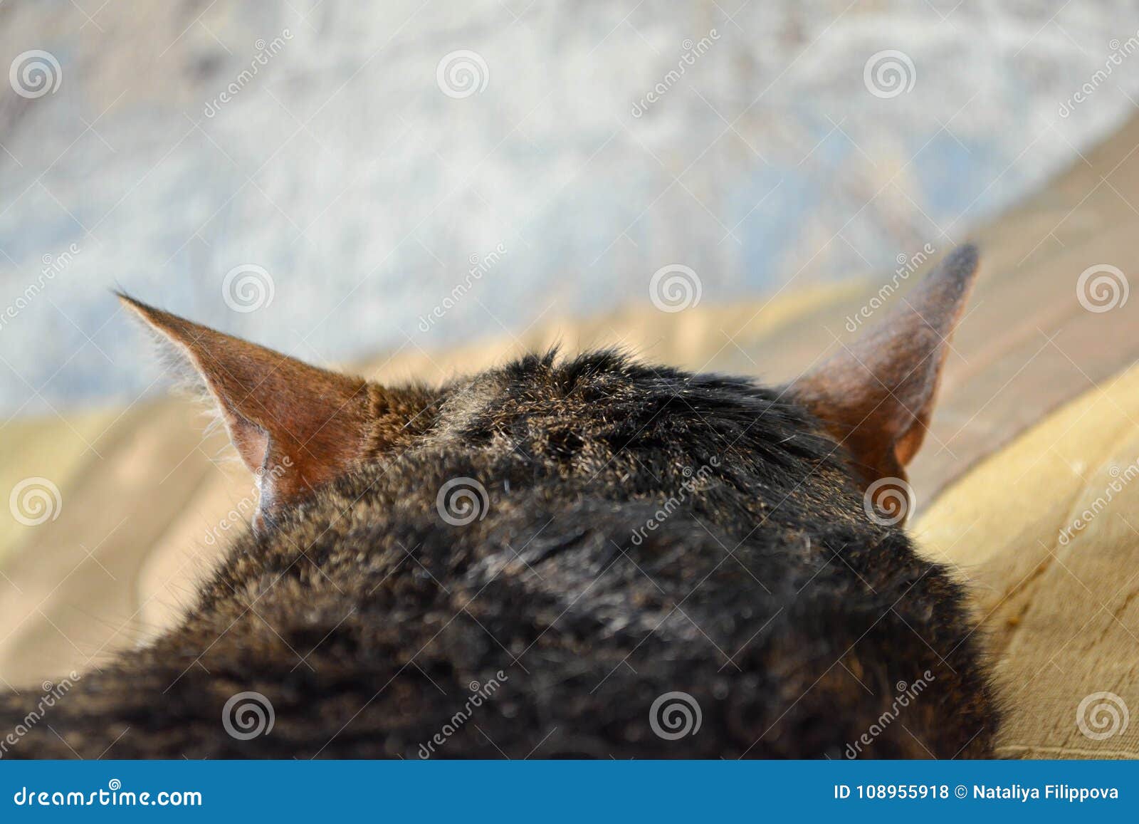 Cat head rear view stock photo. Image of hearing, close - 108955918