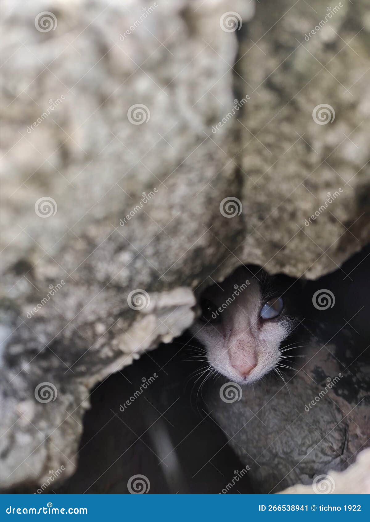 Cat Head and Sharp Eyes Stare in a Manhole Stock Image - Image of ...