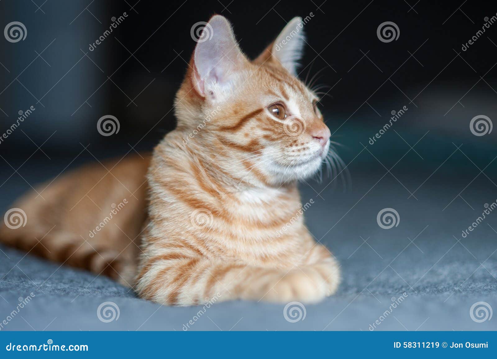 Cat head turned right stock image. Image of kitten, lying - 58311219