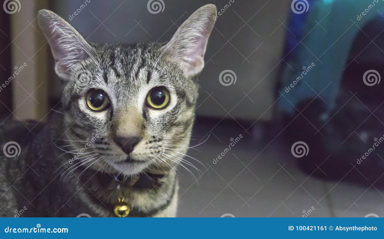 Cat Headshot stock image. Image of sharp, clear, grey - 100421161