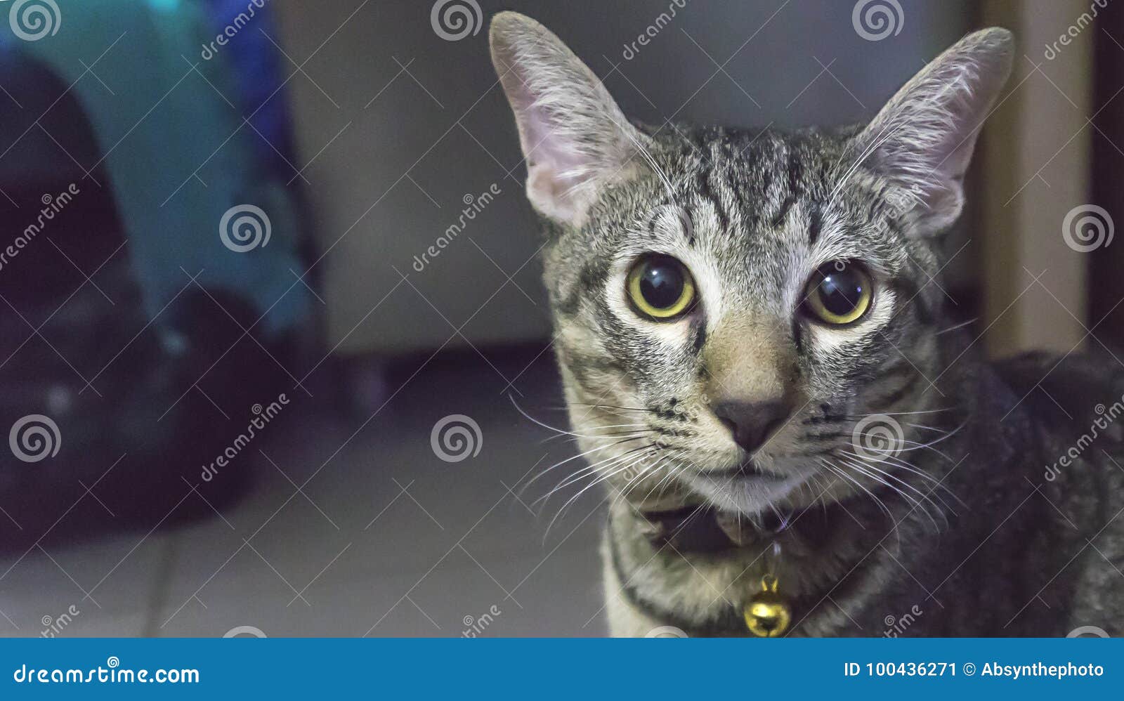 Cat Headshot stock image. Image of healthy, birthdays - 100436271