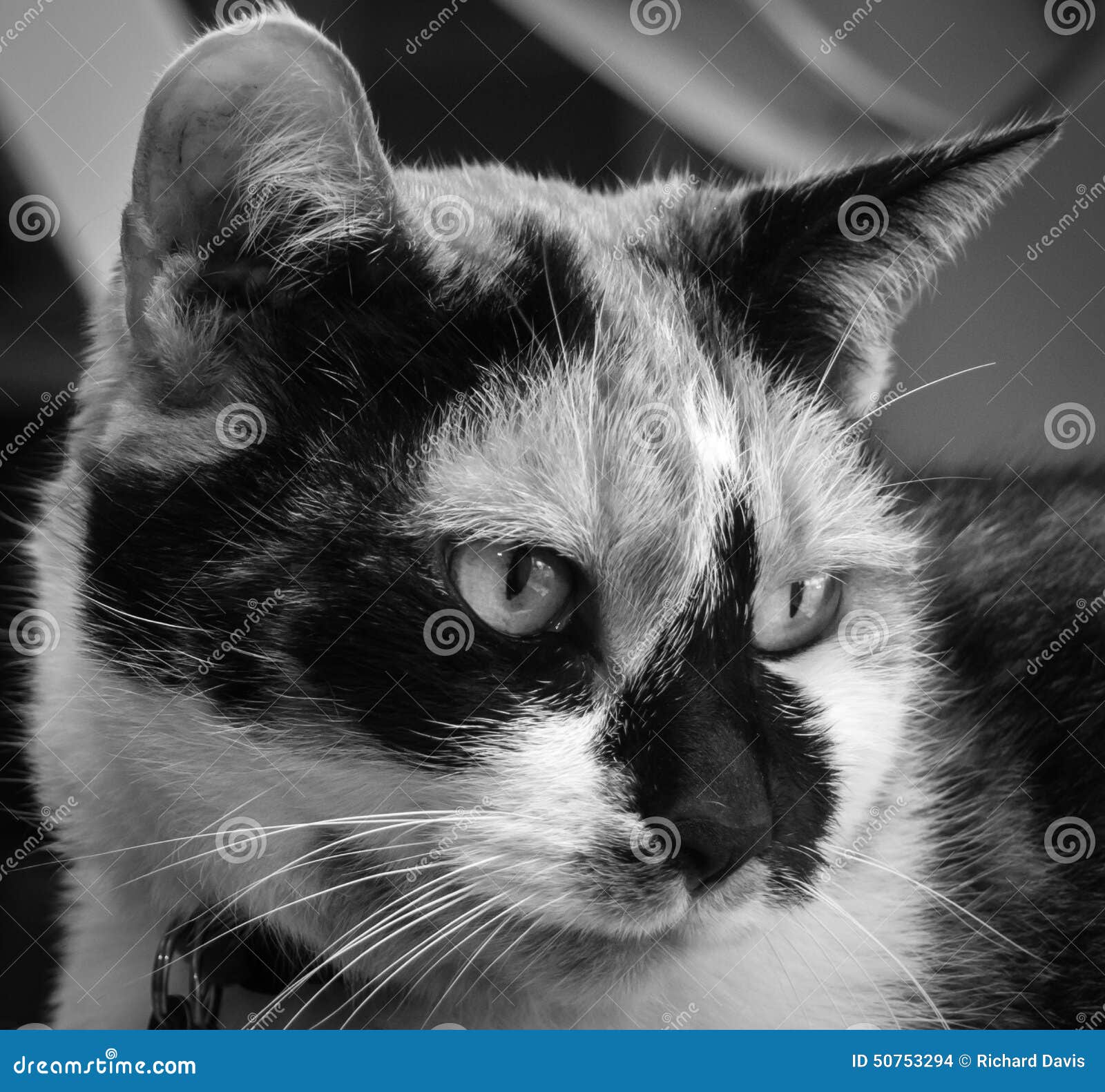 Cat headshot stock photo. Image of feline, house, kitty - 50753294