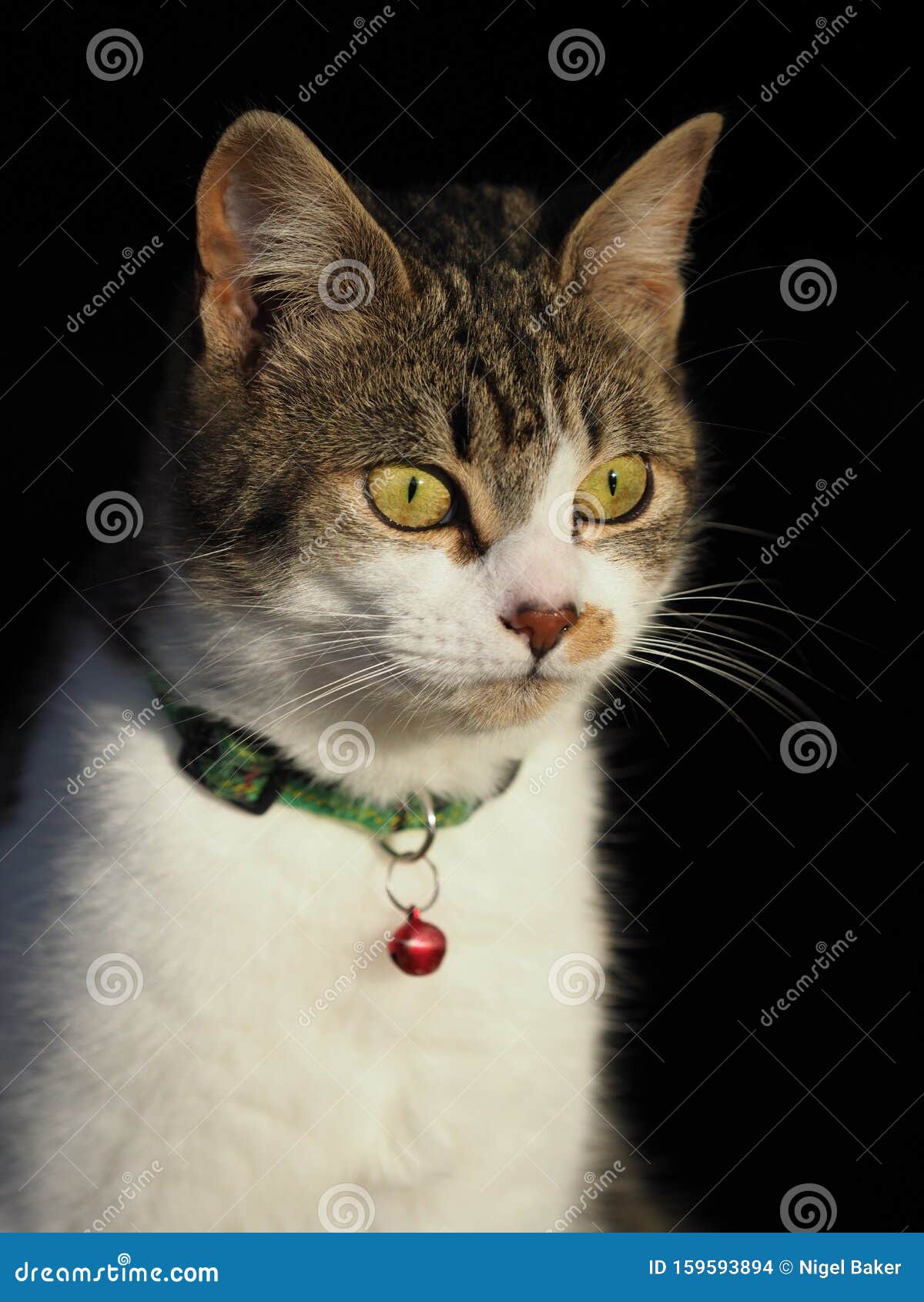 Cat Headshot stock photo. Image of close, animal, kitten - 159593894