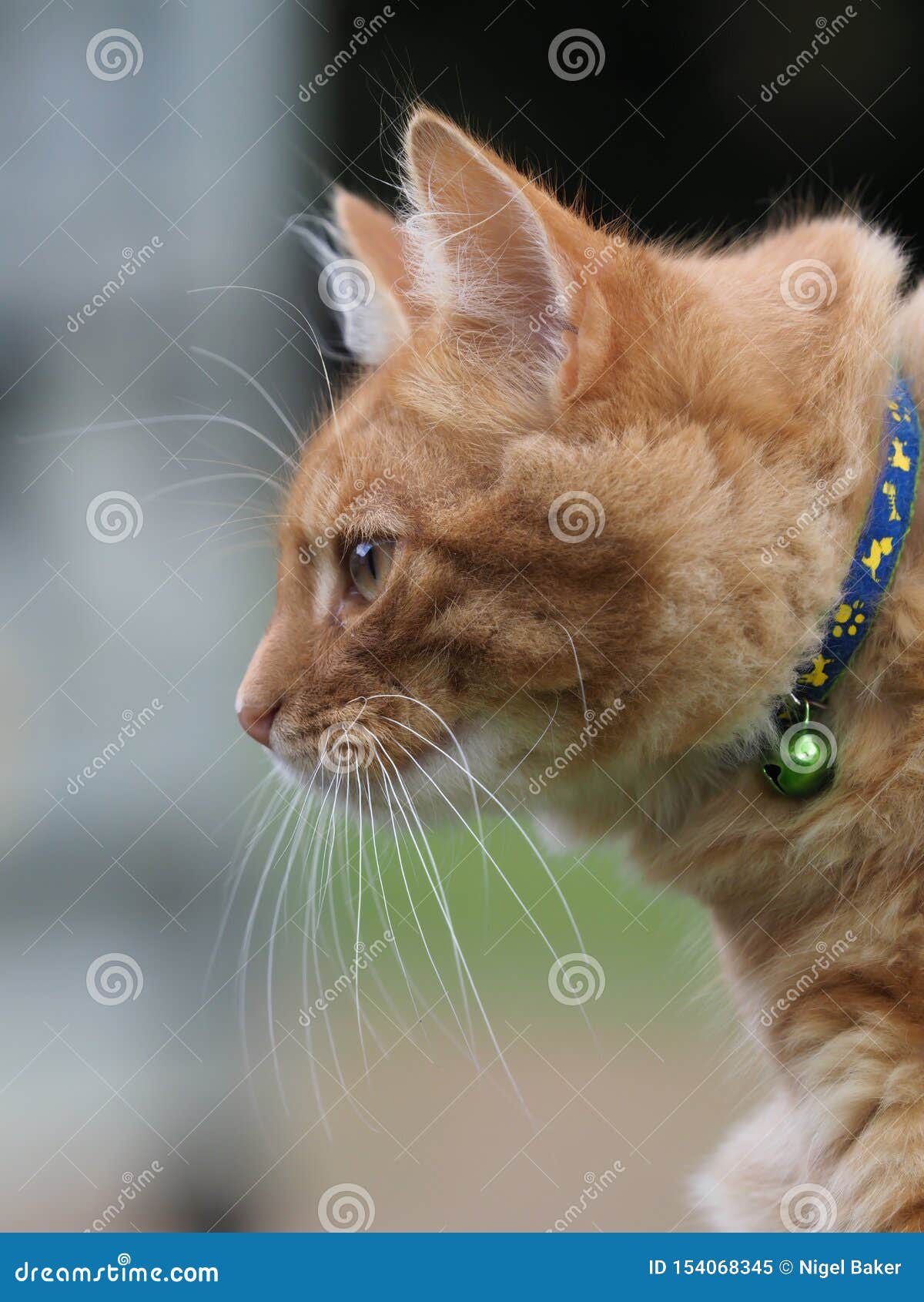 Cat Headshot stock image. Image of animal, collar, whiskers - 154068345