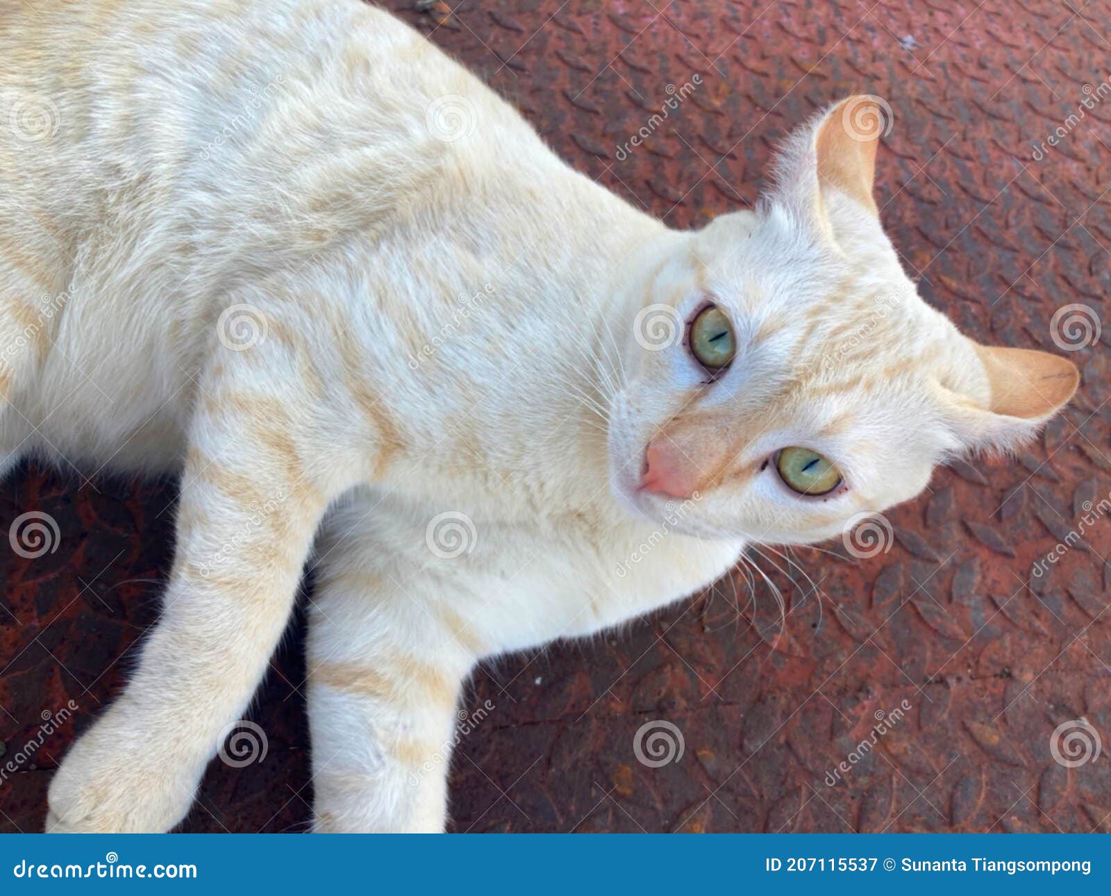Cat heard something stock image. Image of hears, heard - 207115537