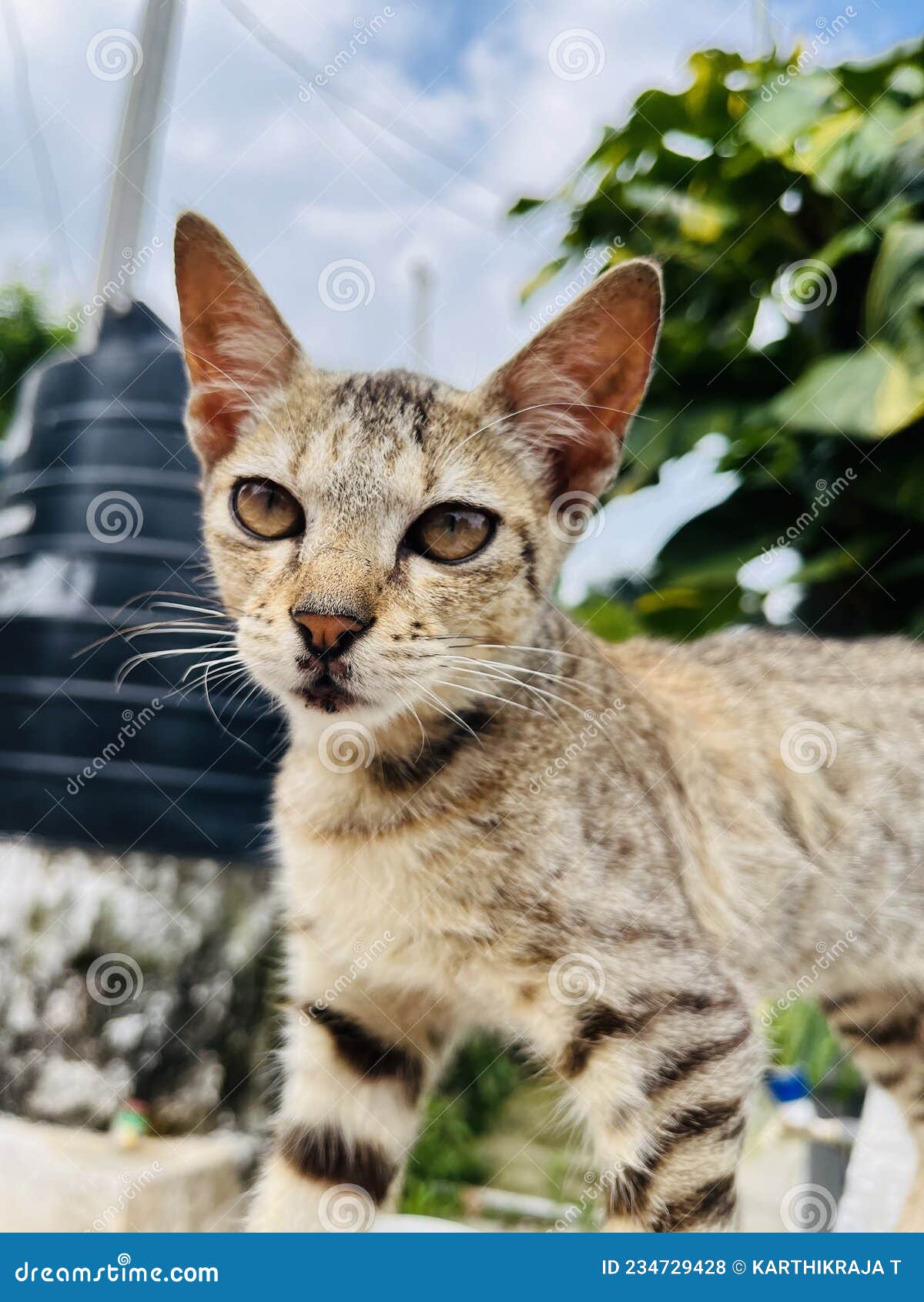 Focused cat look stock photo. Image of focused, wildlife - 234729428
