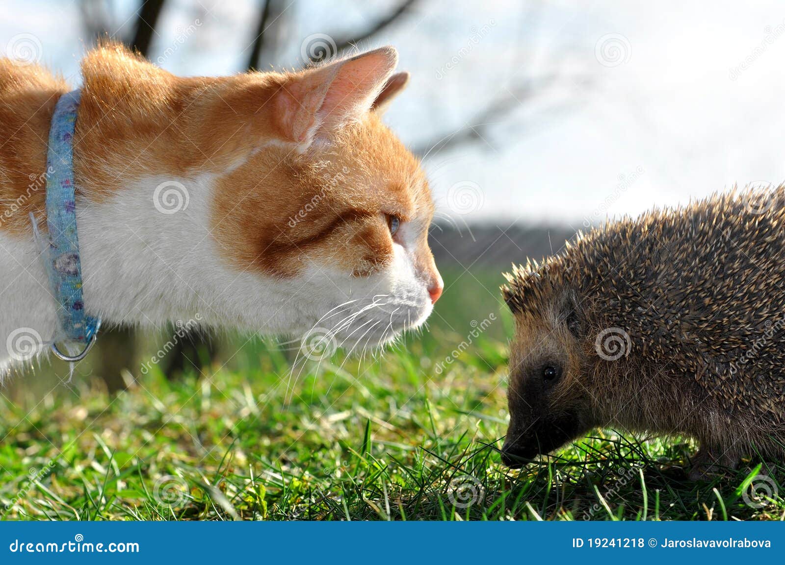 Cat and hedgehog stock photo. Image of mammal, tracks - 19241218
