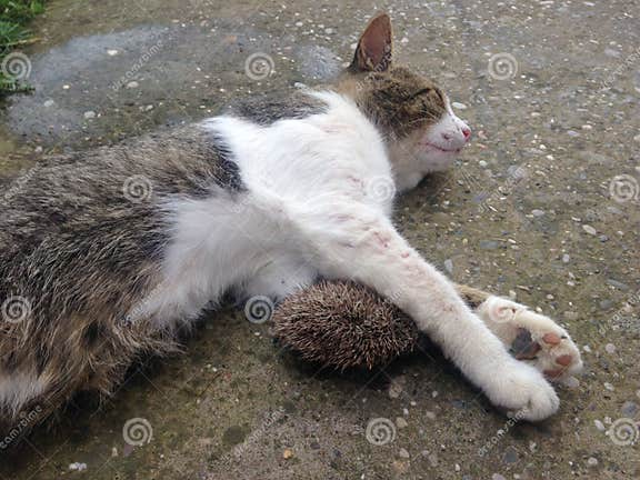 Cat and hedgehog stock image. Image of garden, nature - 74149943