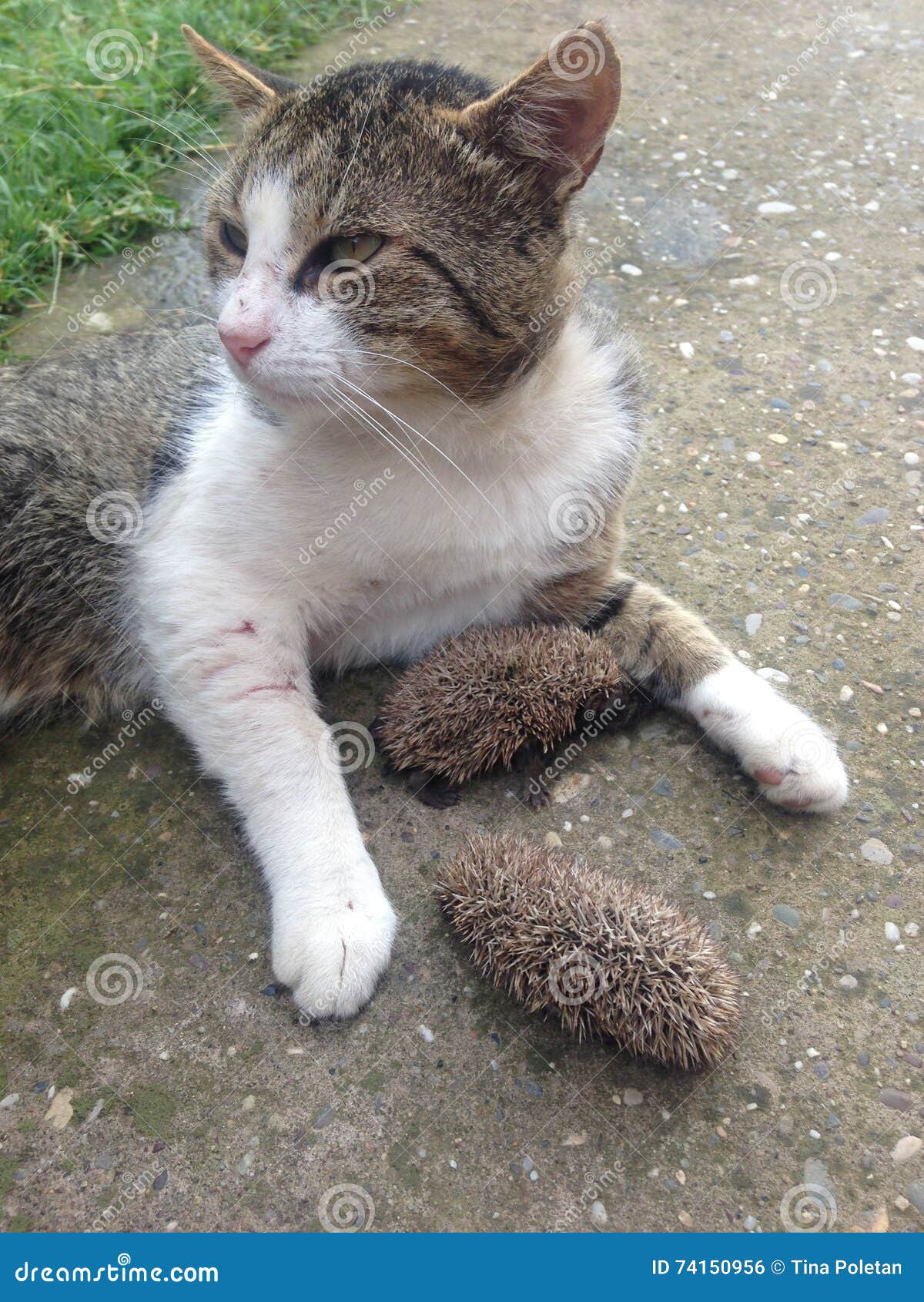 Cat and hedgehog stock photo. Image of look, animal, domestic - 74150956