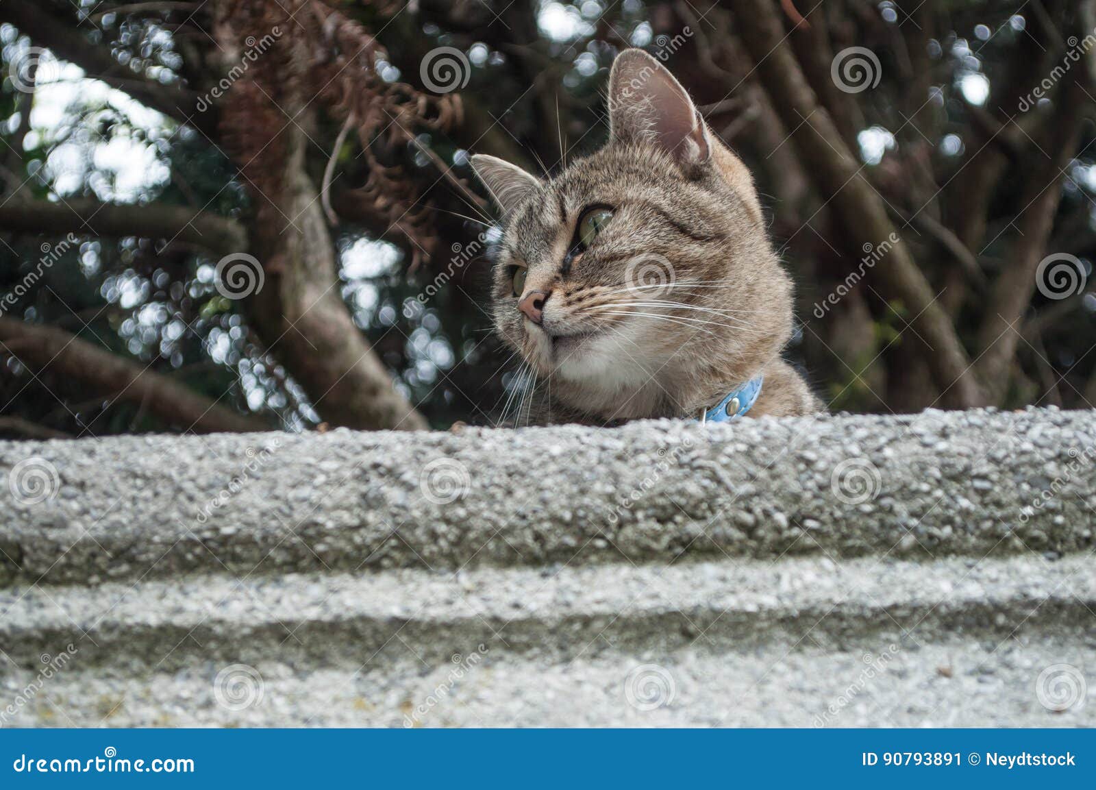Cat in Height looks away stock image. Image of looks - 90793891