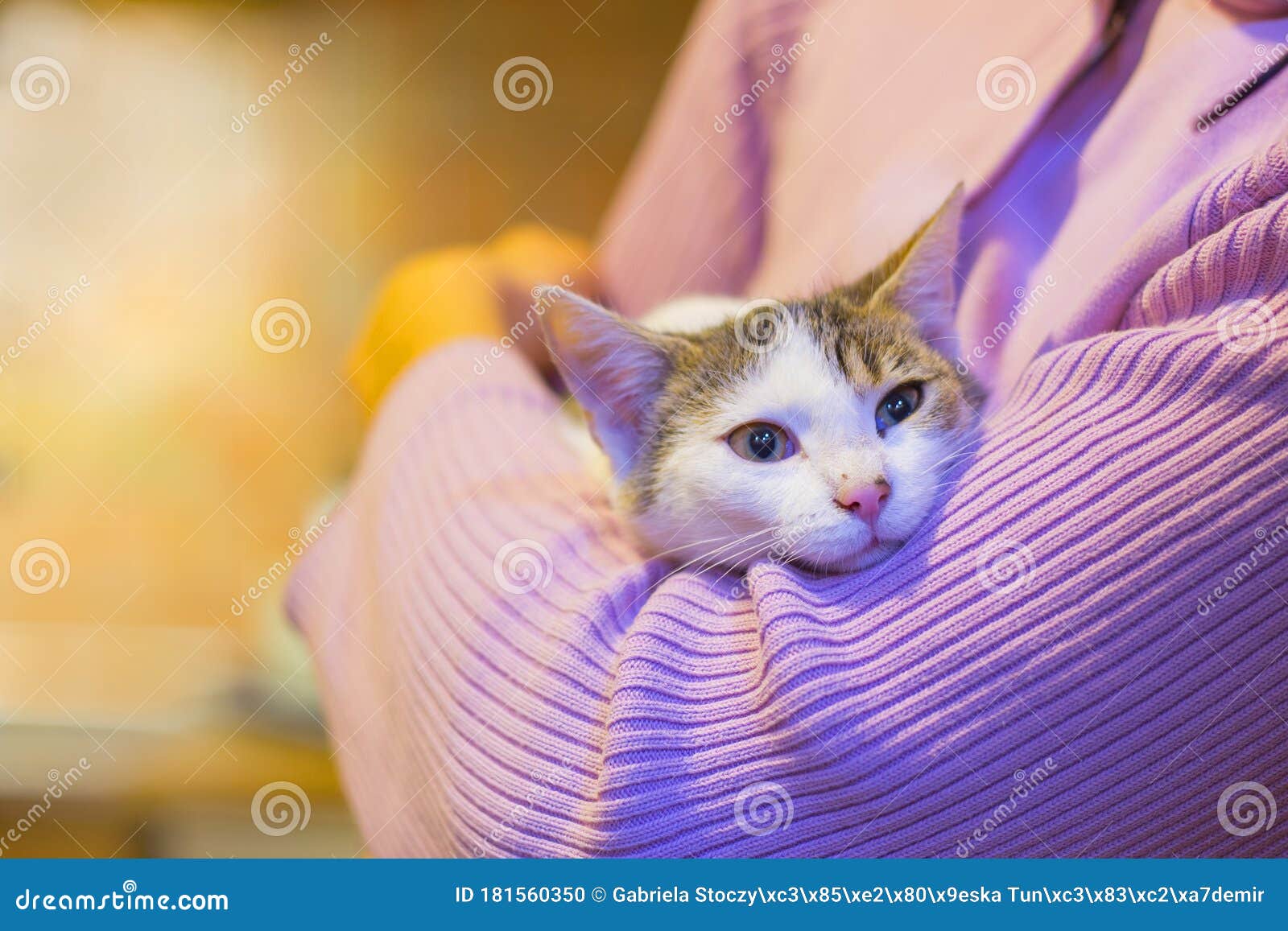 Cat Held by Its Owner Lying Its Head on Her Arm Stock Photo - Image of ...
