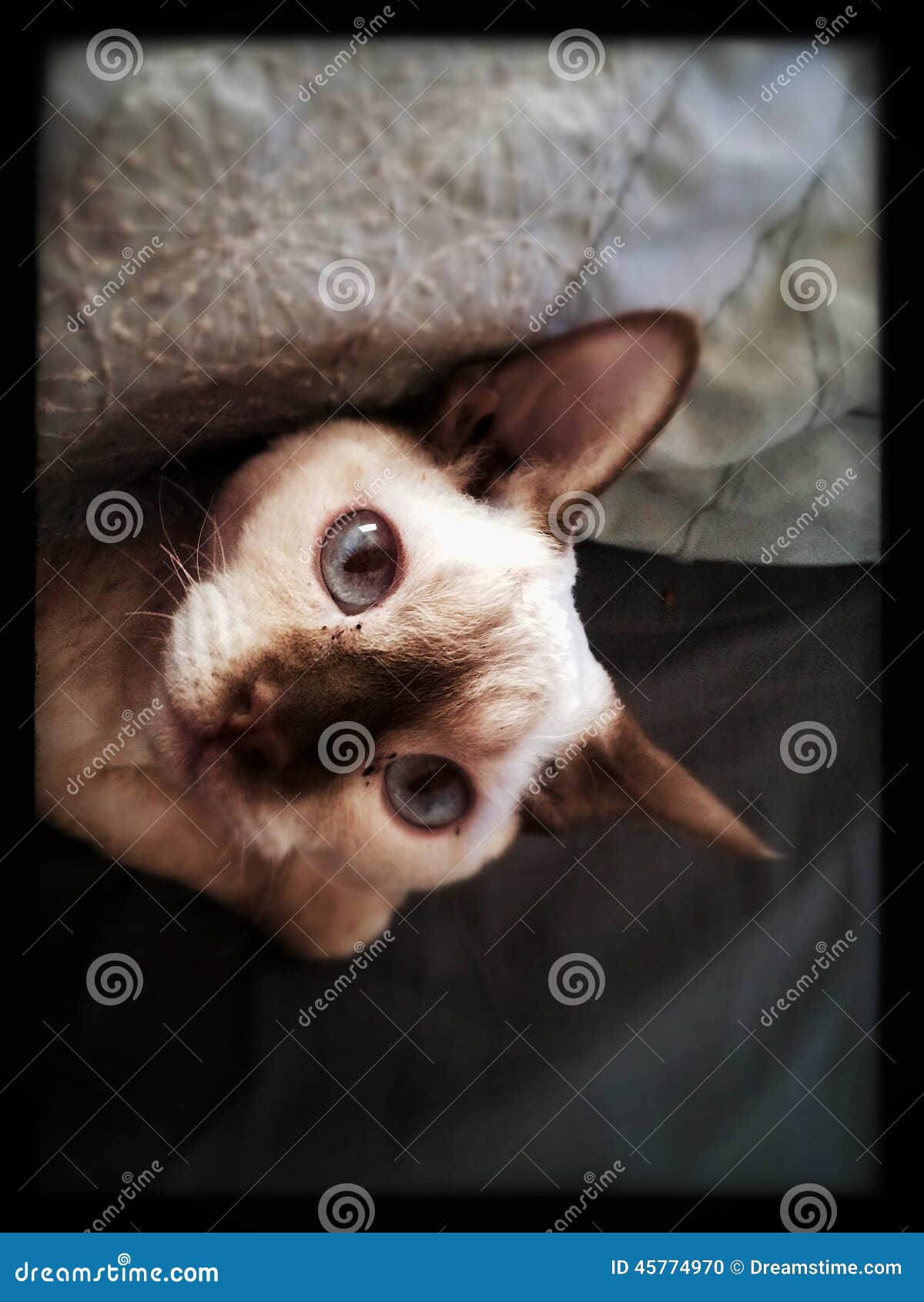 Cat hello stock photo. Image of peaking, hello, blanket - 45774970