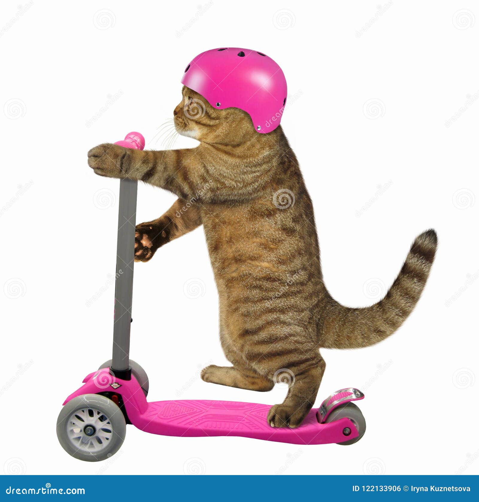Cat in a Helmet on a Scooter Stock Photo - Image of ride, helmet: 122133906