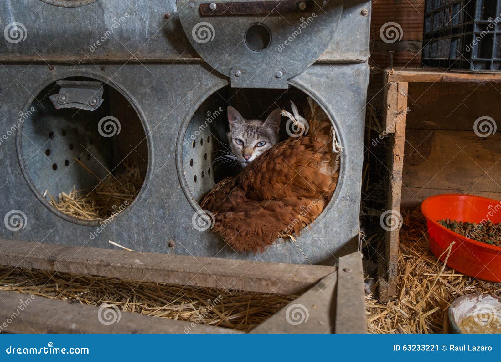 Cat and hen in a farmyard stock image. Image of range - 63233221