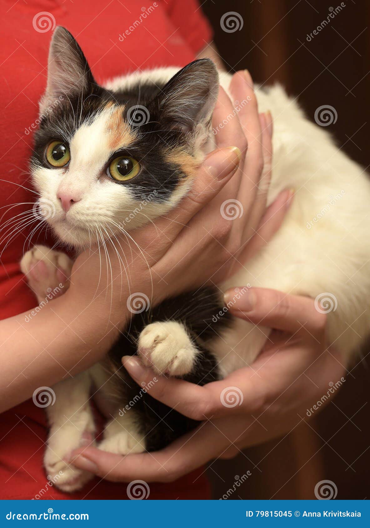 Cat in her arms stock image. Image of coat, sweetest - 79815045