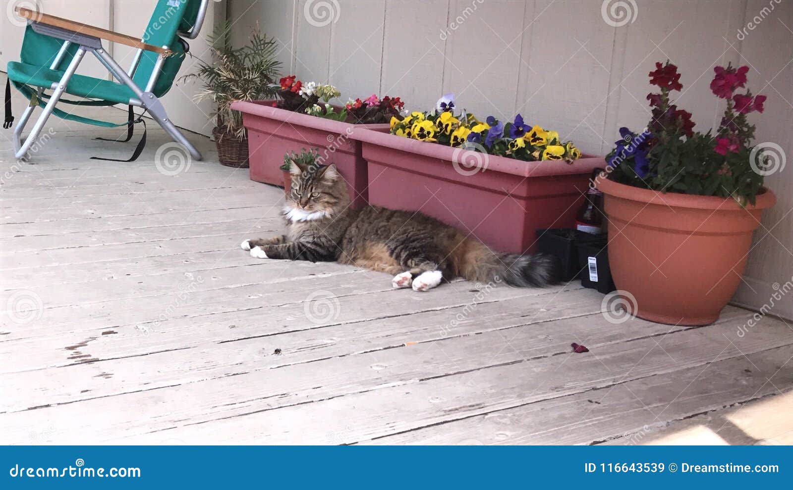 Cat on her day break stock image. Image of happy, love - 116643539