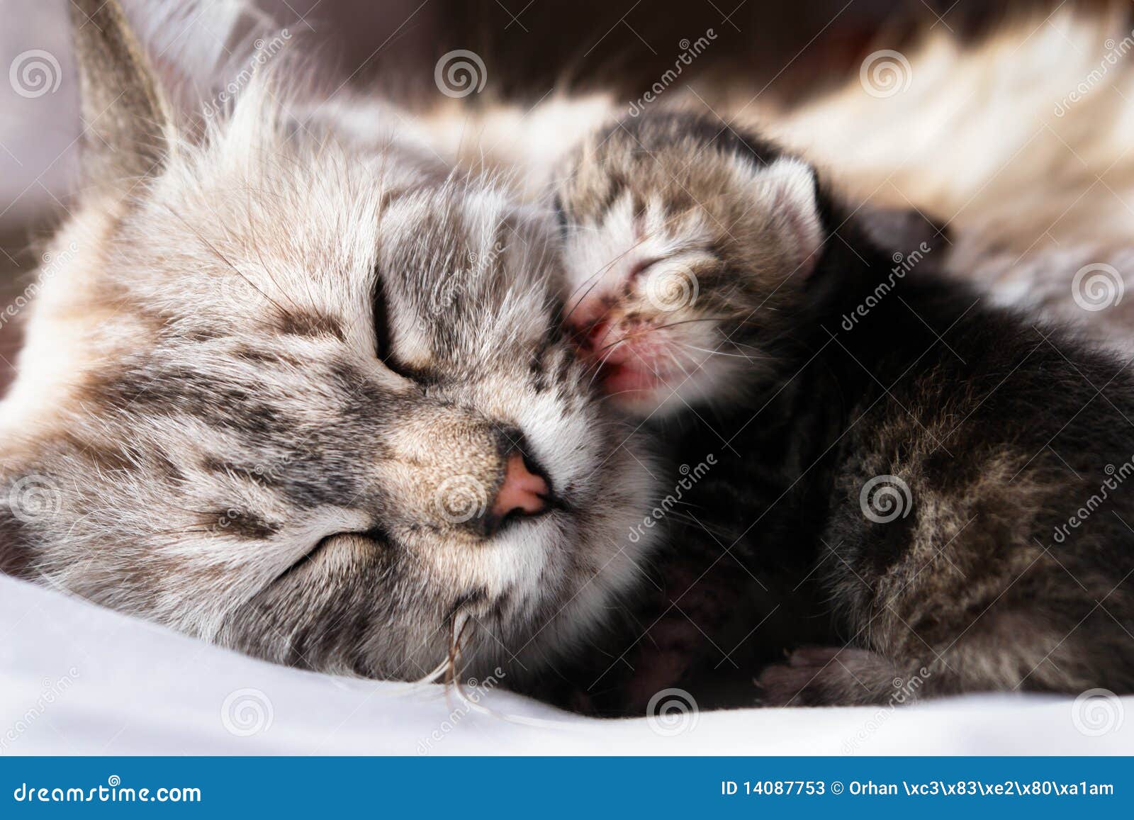 Cat and her kitten stock image. Image of posing, coat - 14087753