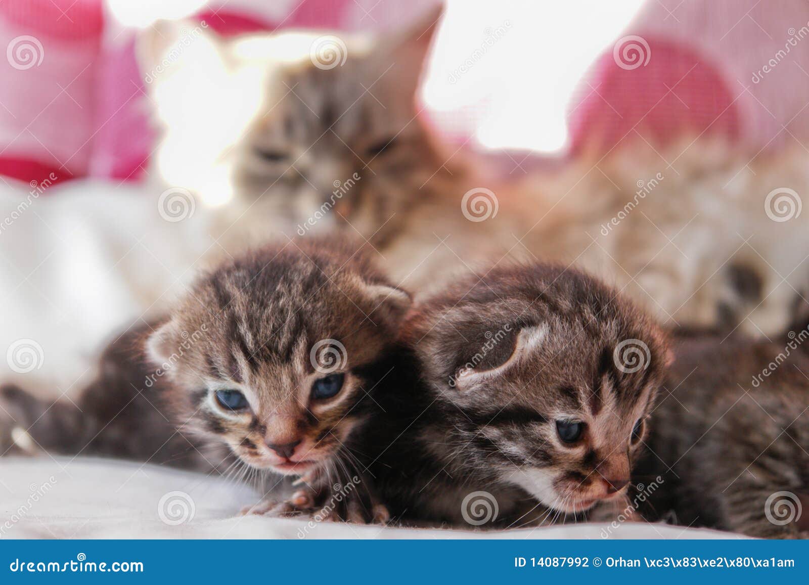 Cat and her kittens stock photo. Image of ears, blue - 14087992