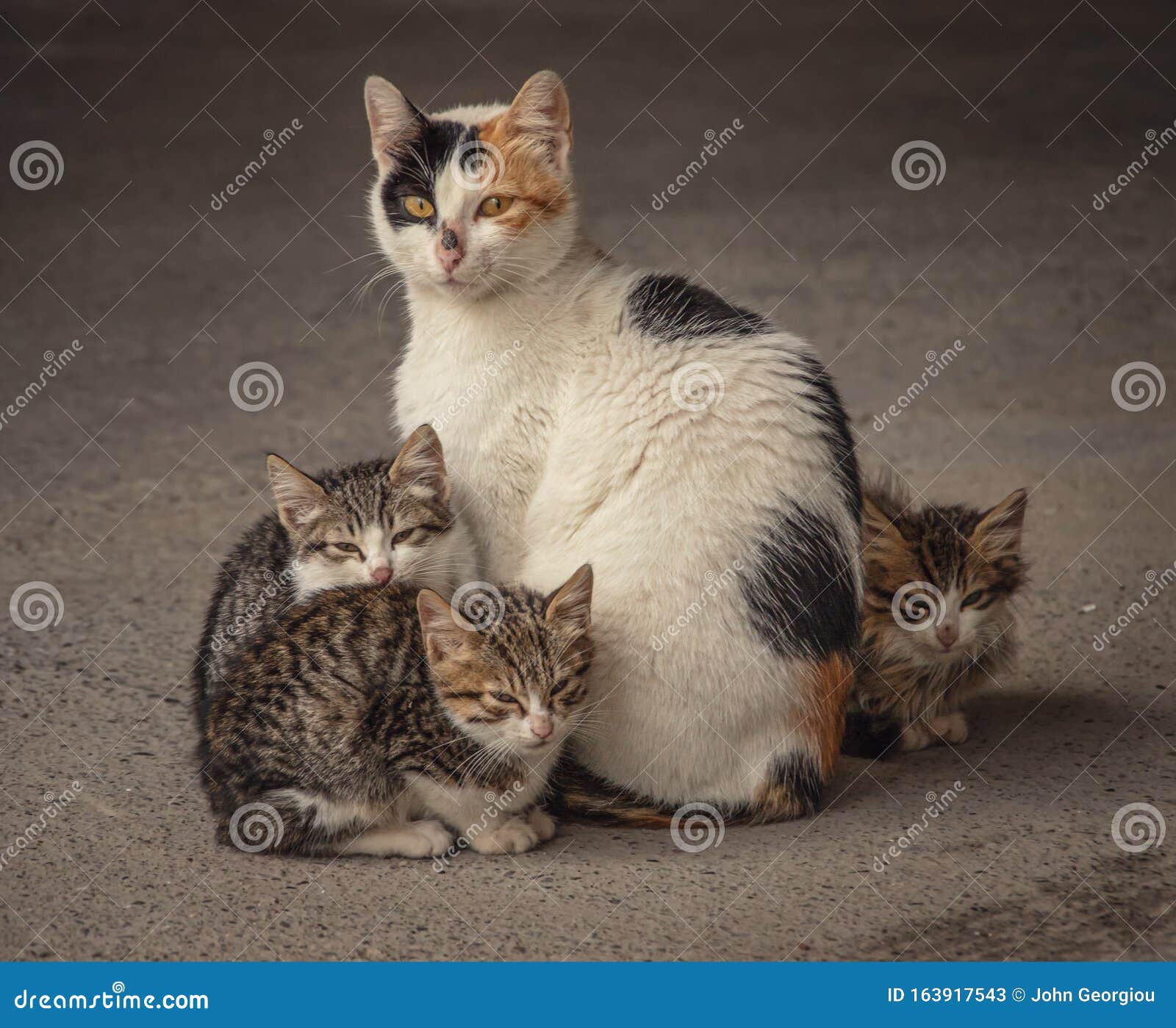 Cat and her kittens stock image. Image of mother, cats - 163917543