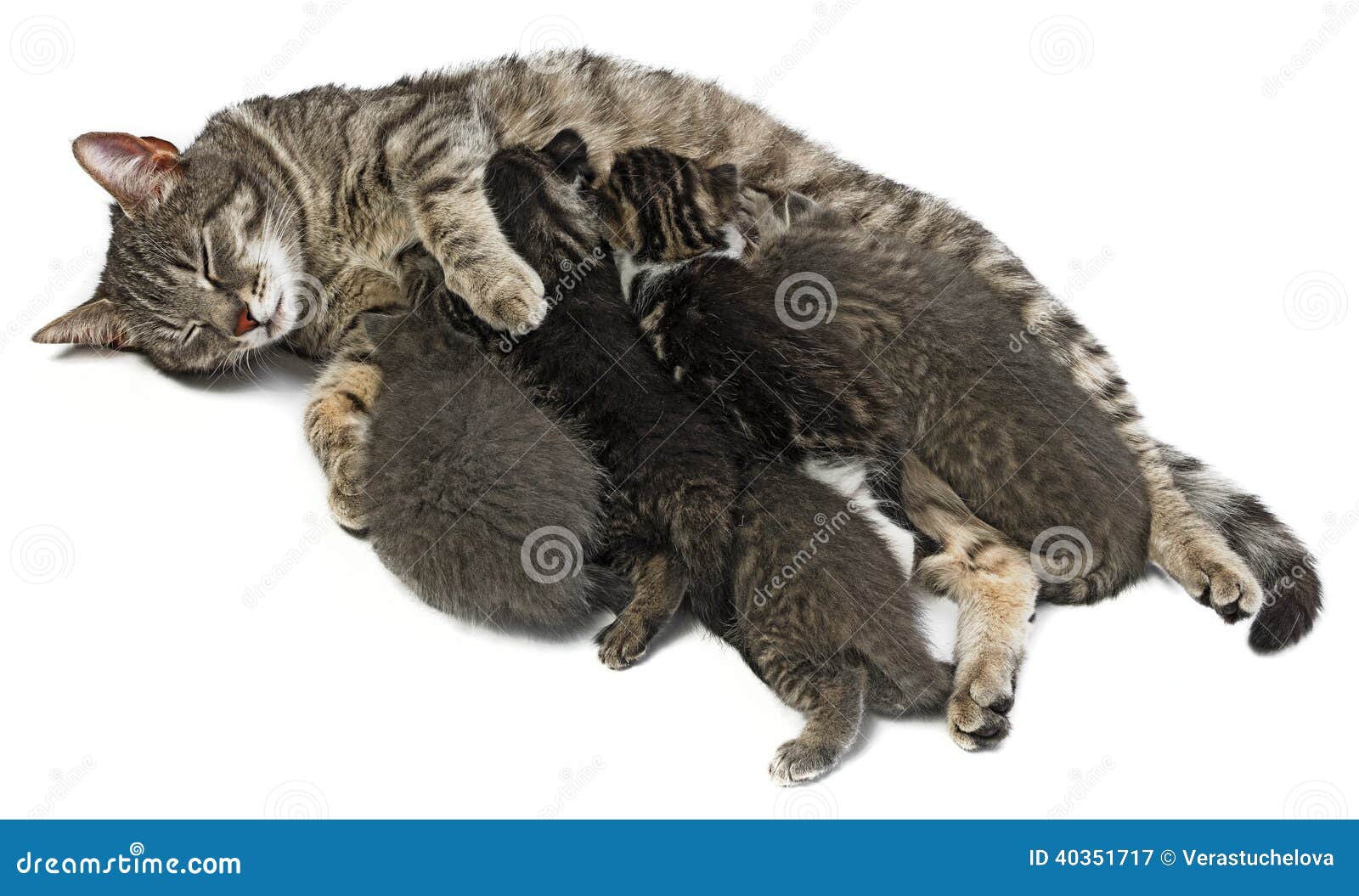 Cat and her kittens stock image. Image of kittens, kitten - 40351717