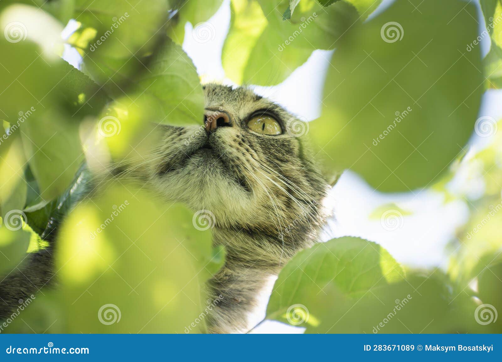 The Cat Hid in the Tree. Cat on a Branch Stock Image - Image of light ...