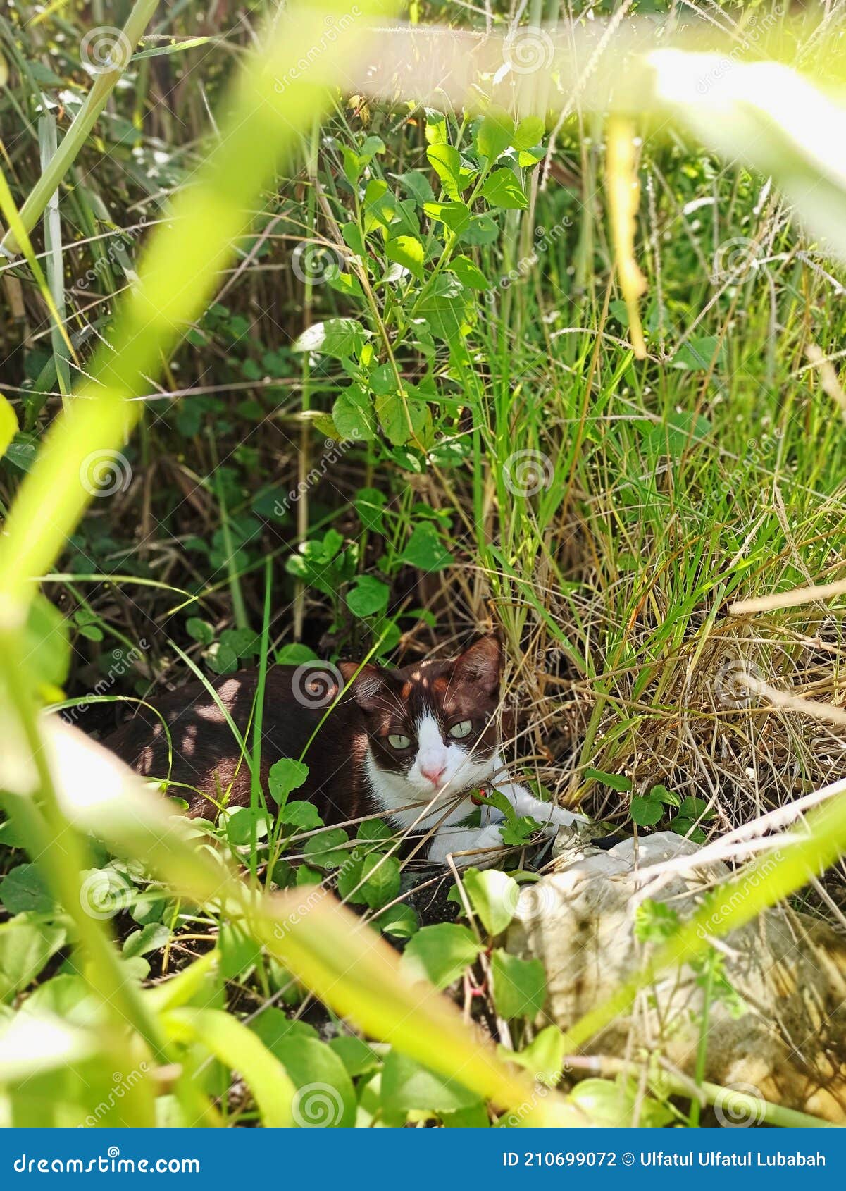 Cat Hidden Grass Bush Garden Stock Photo - Image of garden, hidden ...