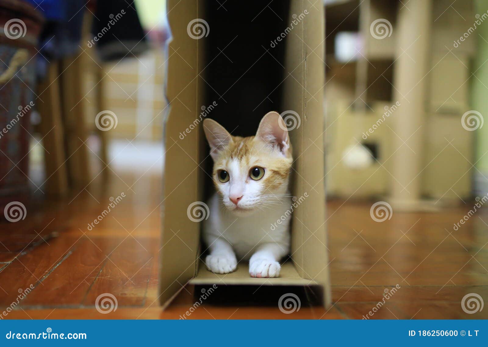 Cat hide in the box stock photo. Image of baby, animal - 186250600