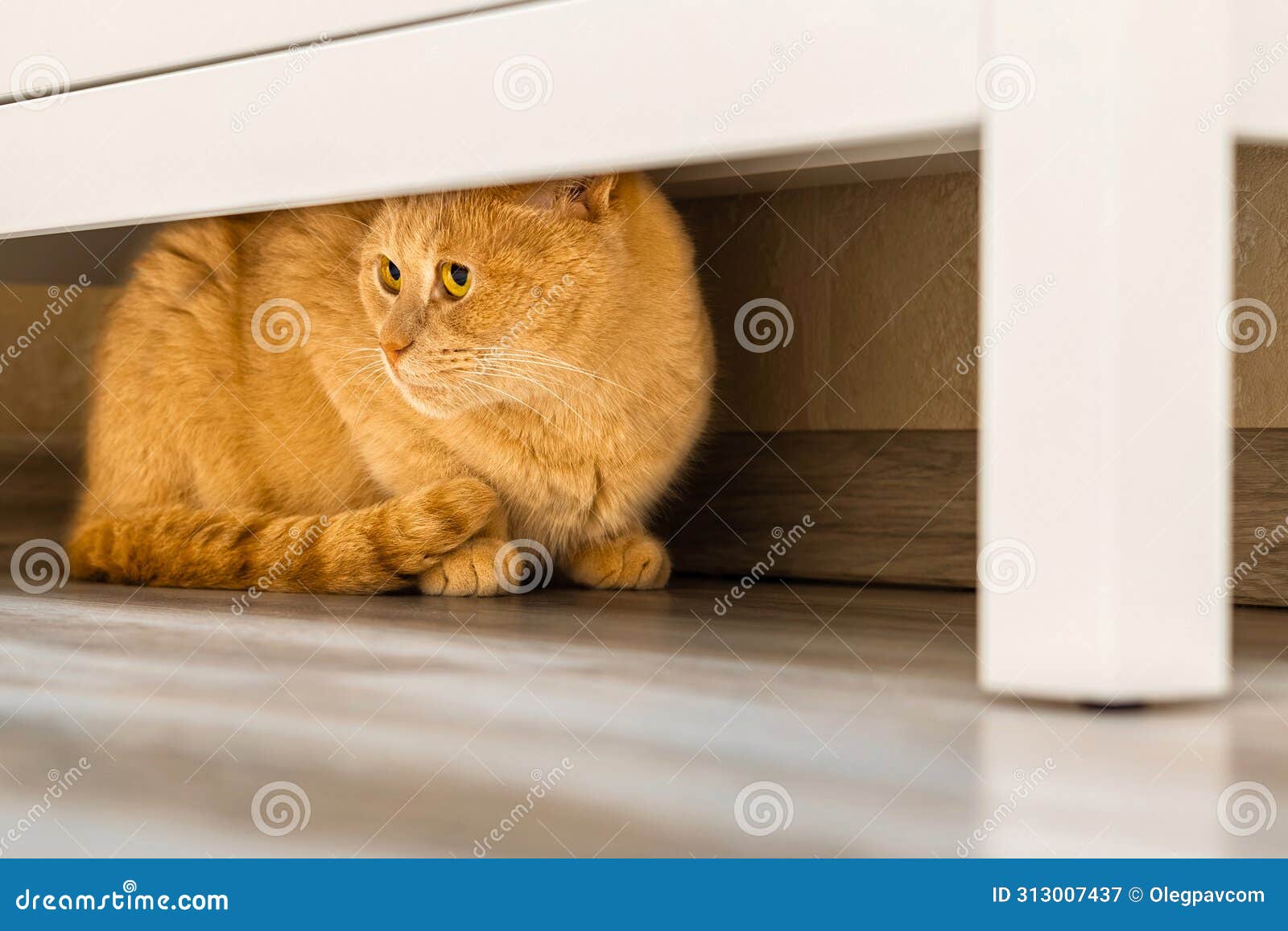 The Cat Hides Under the Closet from People. Stock Image - Image of wait ...