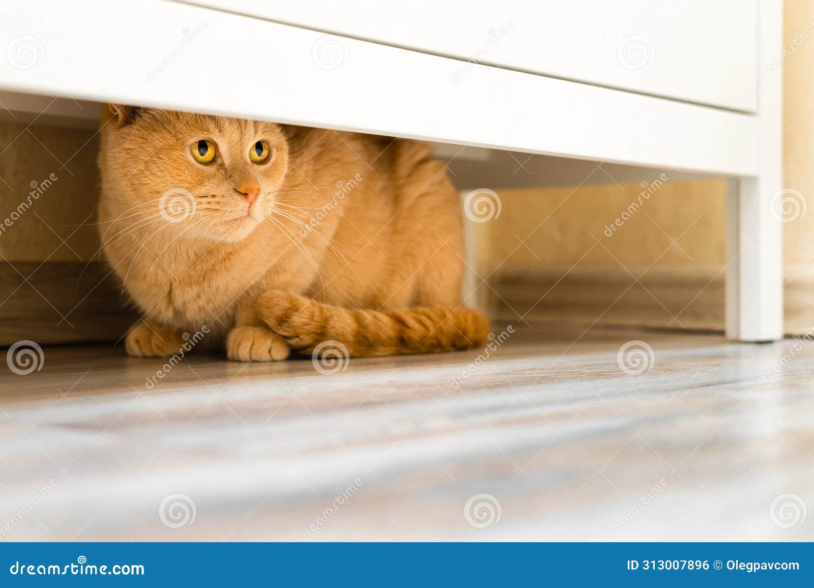 The Cat Hides Under the Closet from People. Stock Photo - Image of fear ...