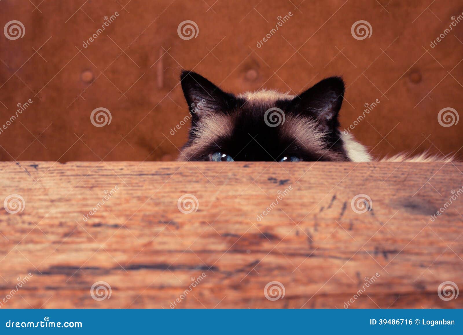 Cat hiding behind a table stock photo. Image of humor - 39486716