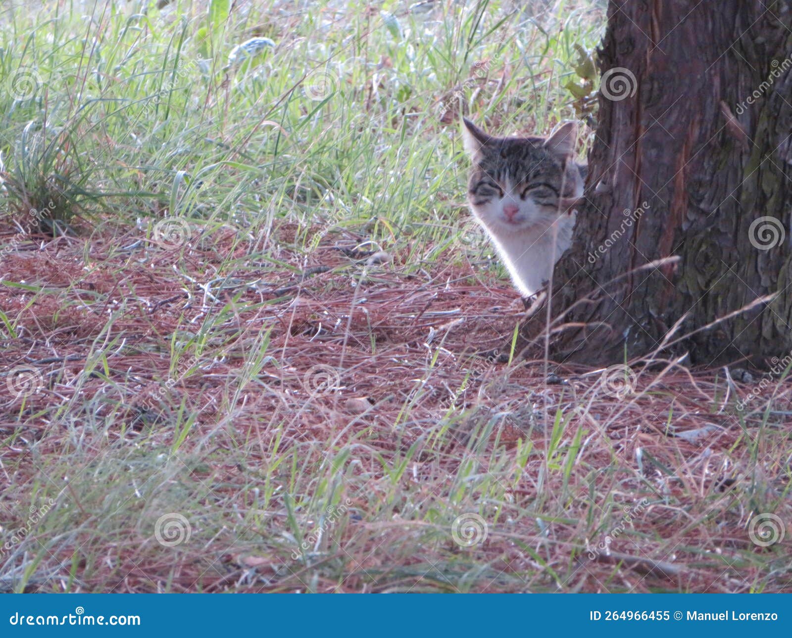 Cat Hiding Behind a Tree Watching Its Prey Ready To Attack Stock Image ...