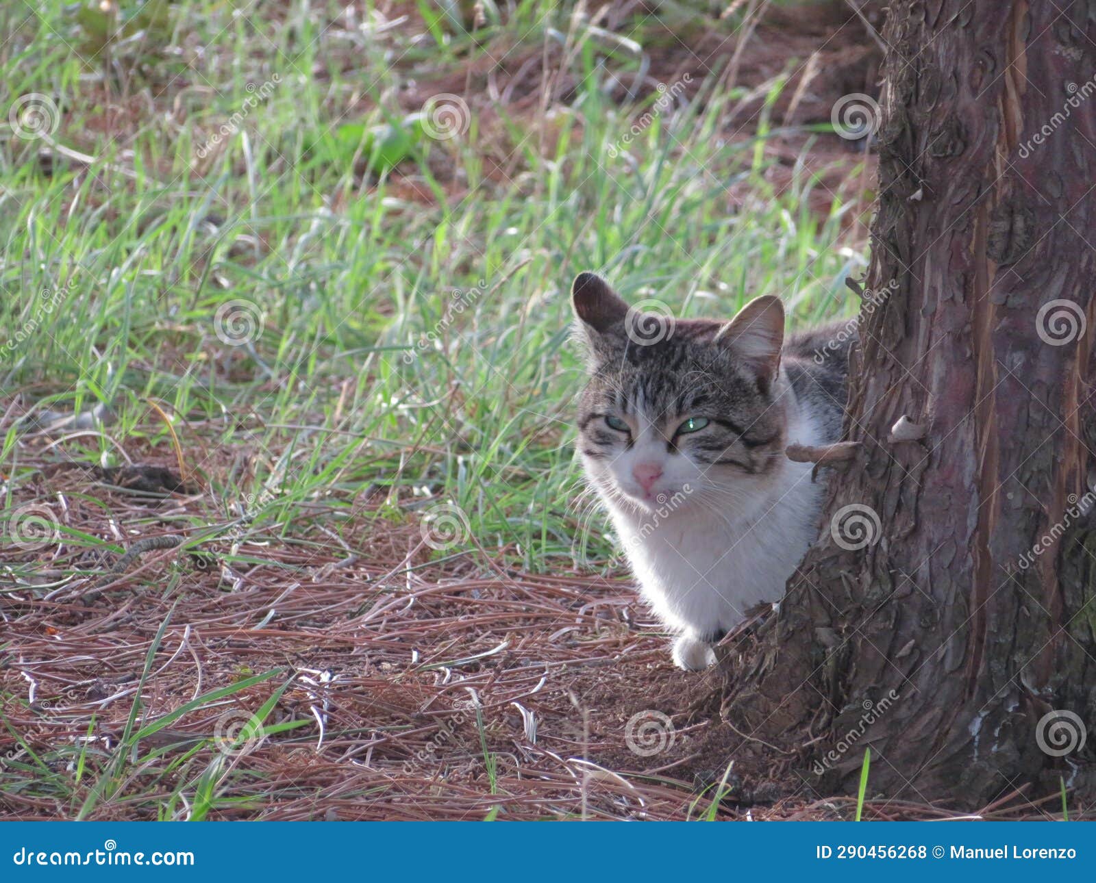 Cat Hiding Behind a Tree Watching Its Prey Ready To Attack Stock Photo ...