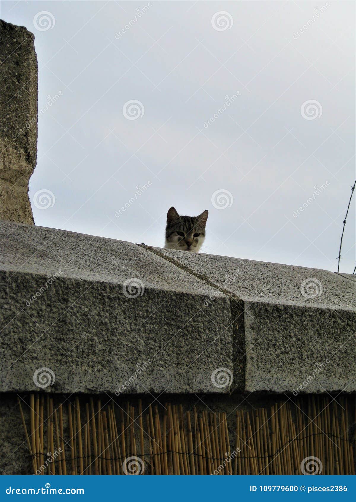 Cat Hiding Behind a Wall in Madrid Stock Photo - Image of crying ...