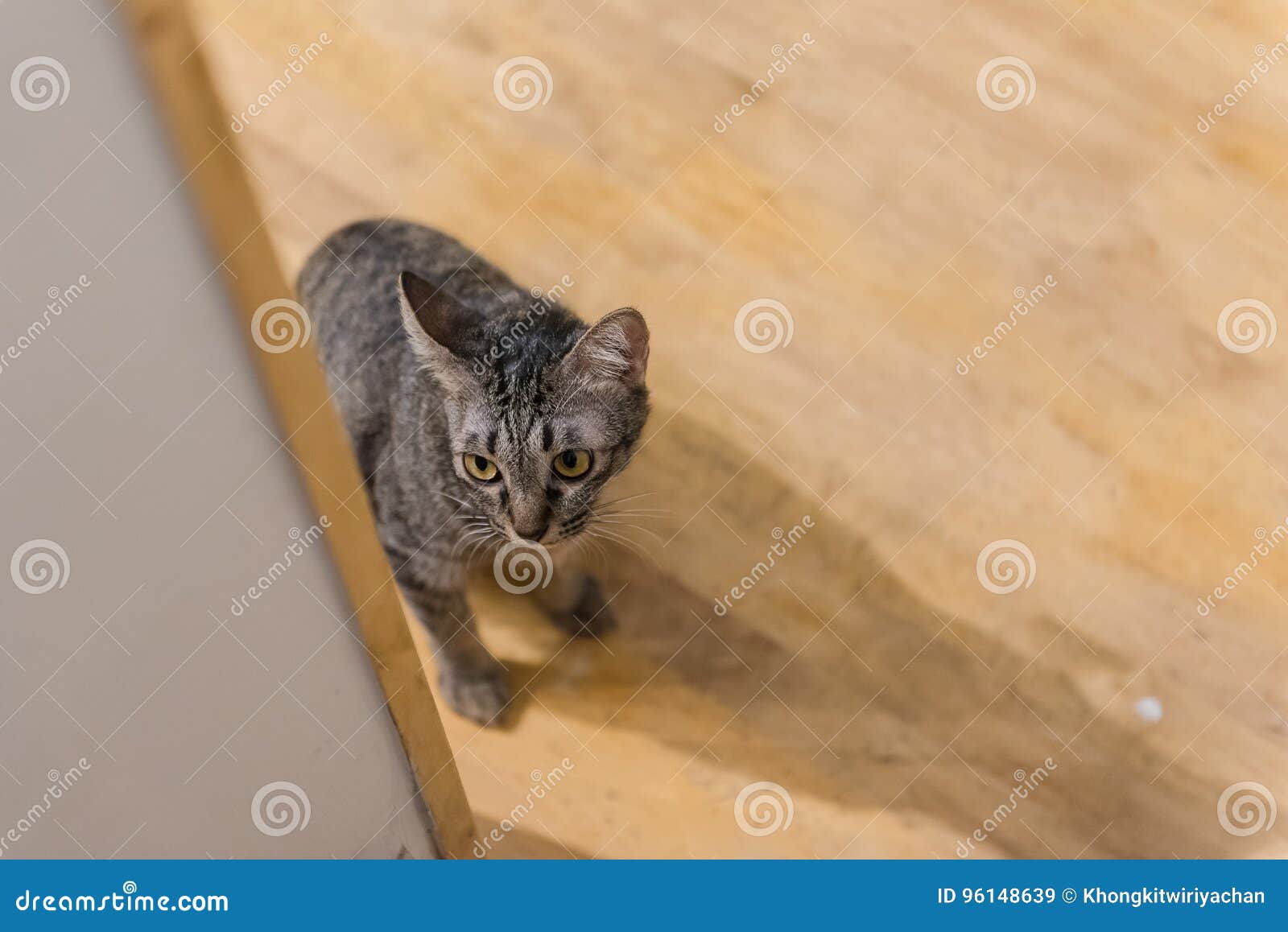 Cat Hiding Behind Wall Wooden Floor Stock Photos - Free & Royalty-Free ...