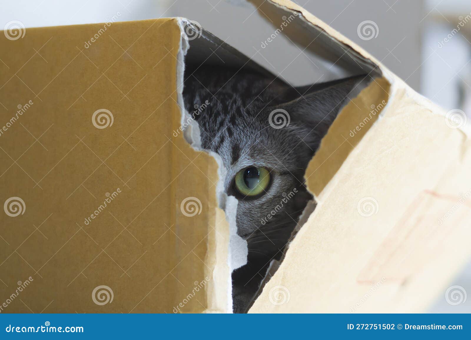 Cat in Post Box are Looking from Inside. Stock Photo - Image of home ...