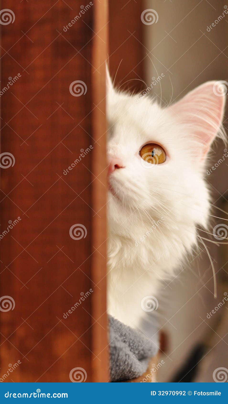 Cat hiding stock photo. Image of copy, portrait, humor - 32970992