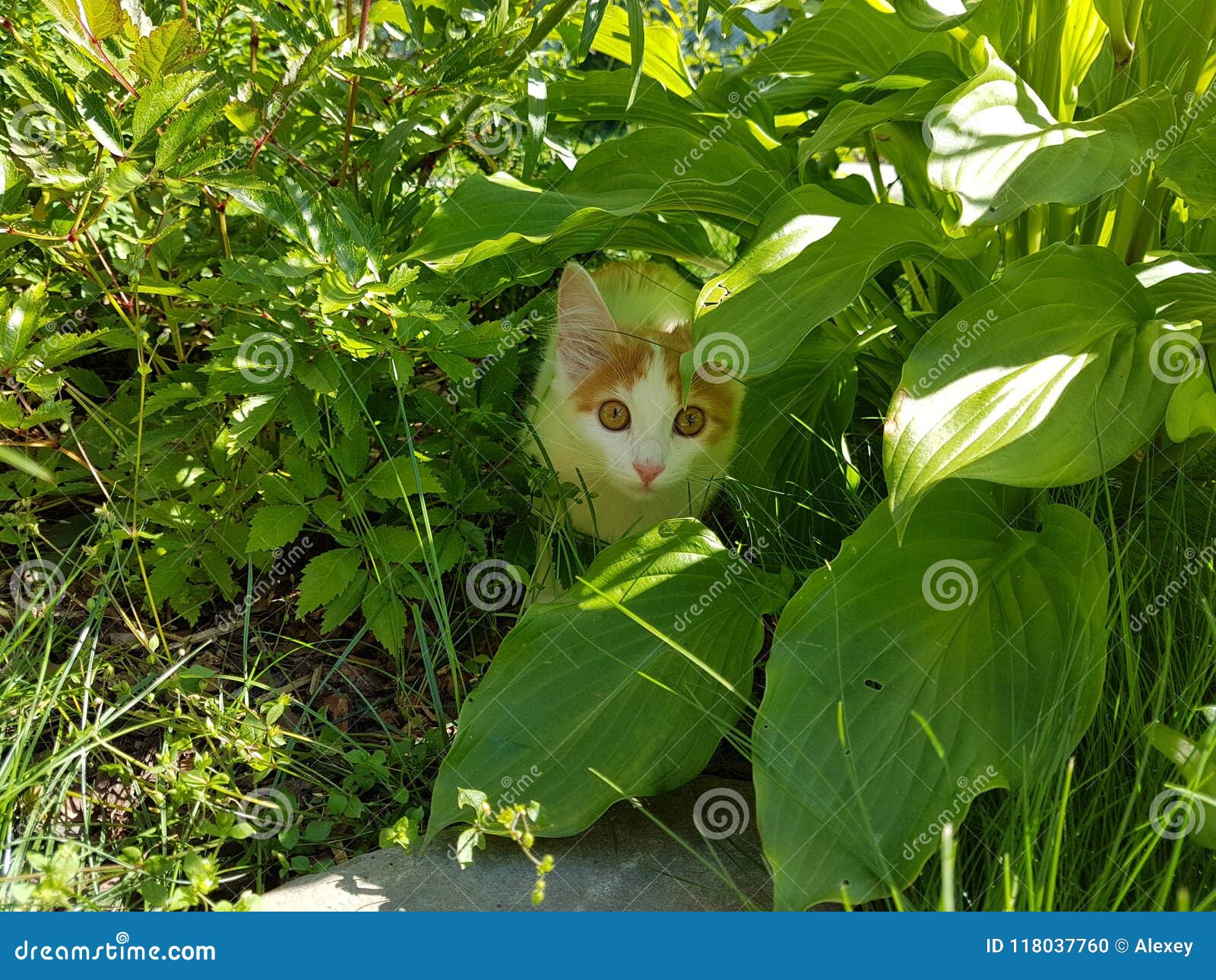 Cat hiding stock photo. Image of kitten, hiding, white - 118037760