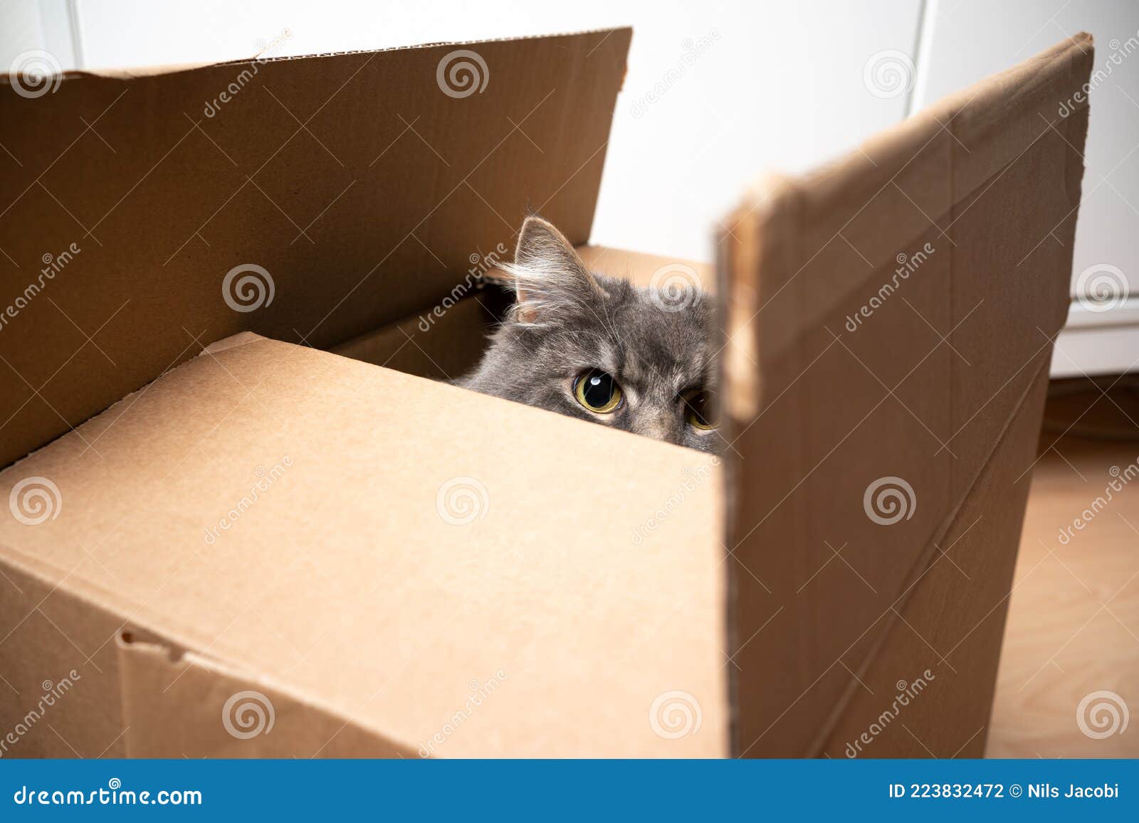 Cat Hiding Inside of Cardboard Box Looking at Camera Stock Photo ...
