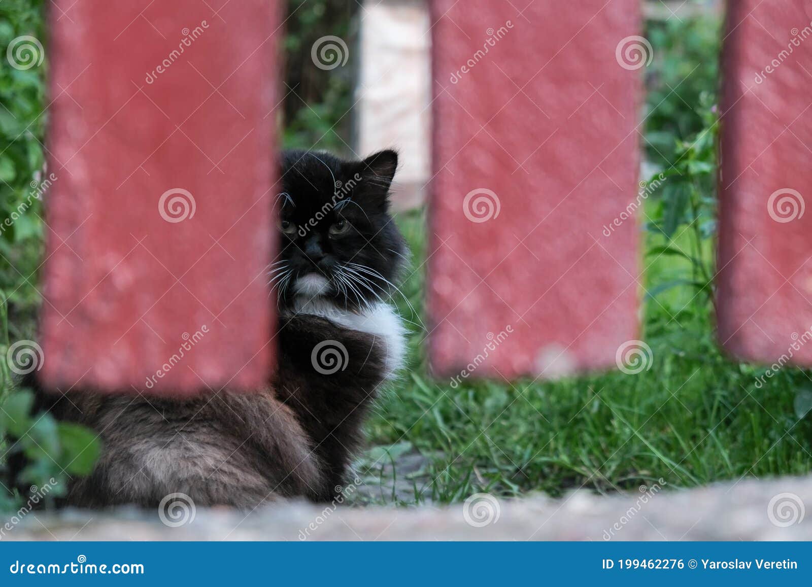 Cat Hiding and Looking Over the Fence. Yard Cat Behind a Fence Stock ...