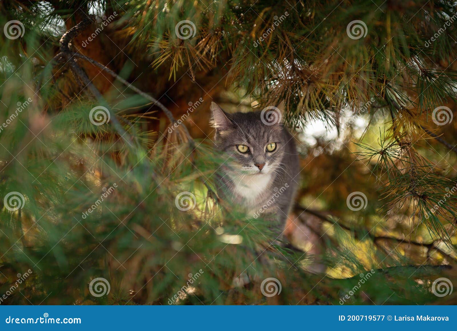 The Cat is Hiding among the Needles on a Pine Branch Stock Image ...